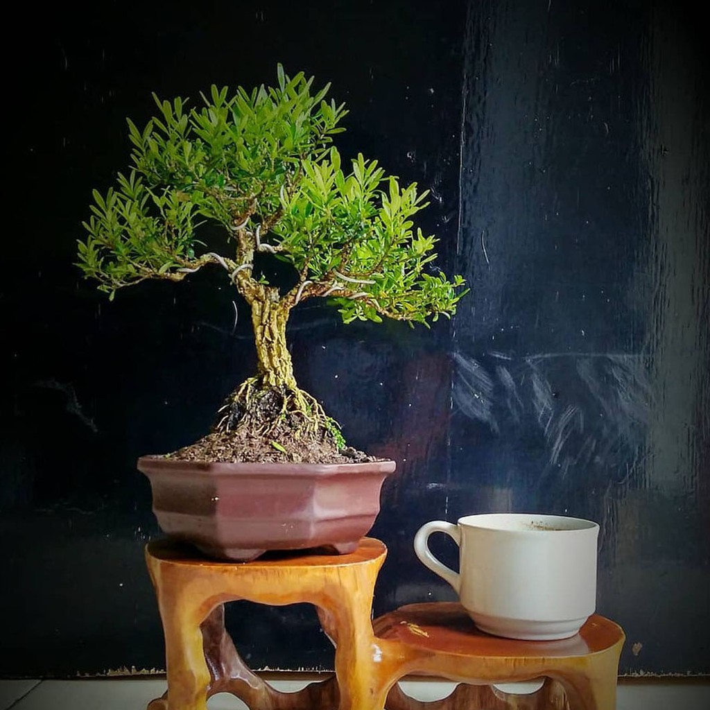 Jual Tanaman hias Boksus tanaman bahan bonsai (BUXUS) | Shopee Indonesia
