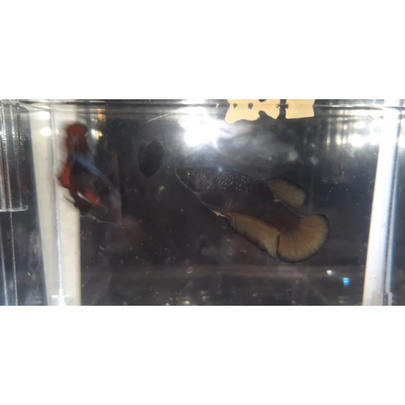 Jual AVATAR KUNING COOPER FEMALE | Shopee Indonesia