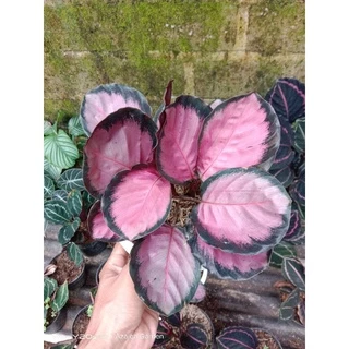 Jual bunga crimson Harga Terbaik & Termurah Juni 2024 | Shopee Indonesia