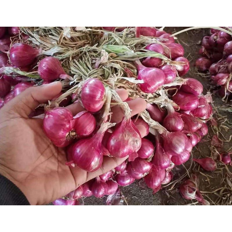 Jual Bawang Merah Super/Bawang Merah India (Berat 500gr - 1Kg) | Shopee ...