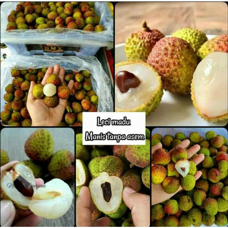 Jual BUAH LECI MADU SEGAR FRESH 1 KG | Shopee Indonesia