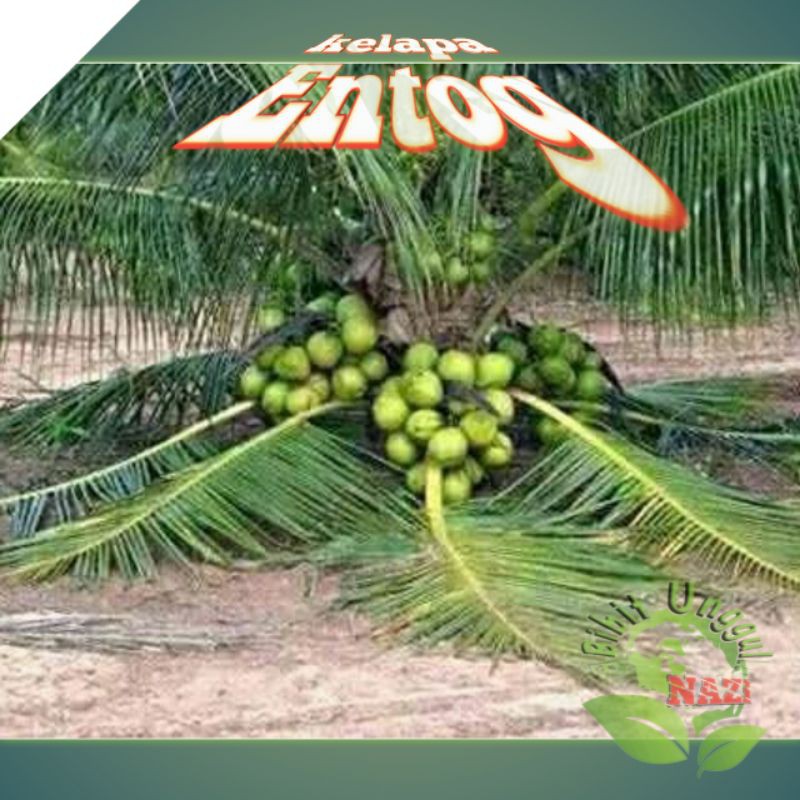 Jual Bibit Kelapa Genjah ENTOK Super unggul tanaman kelapa pendek cepat ...
