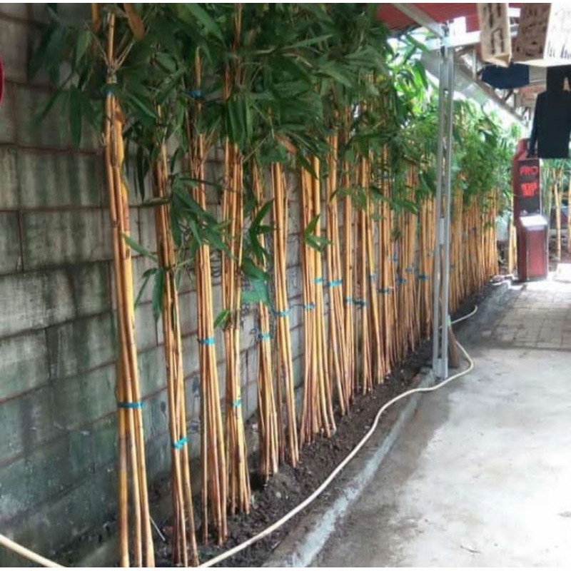 Jual bibit bambu kuning stek bambu kuning | Shopee Indonesia