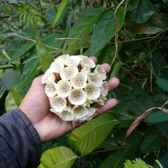 Jual Anggrek hoya campanulata jawa | Shopee Indonesia