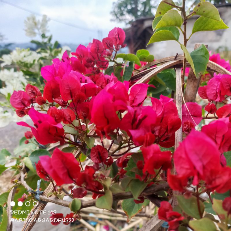 Jual STEK BATANG BUGENVILE BUNGA MERAH DARAH | Shopee Indonesia