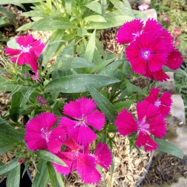 Jual Tanaman bunga anyelir | Shopee Indonesia