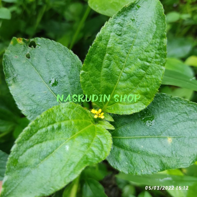 Jual DAUN JOTANG KUDA BABADOTAN GLETANG WARAK SEGAR | Shopee Indonesia