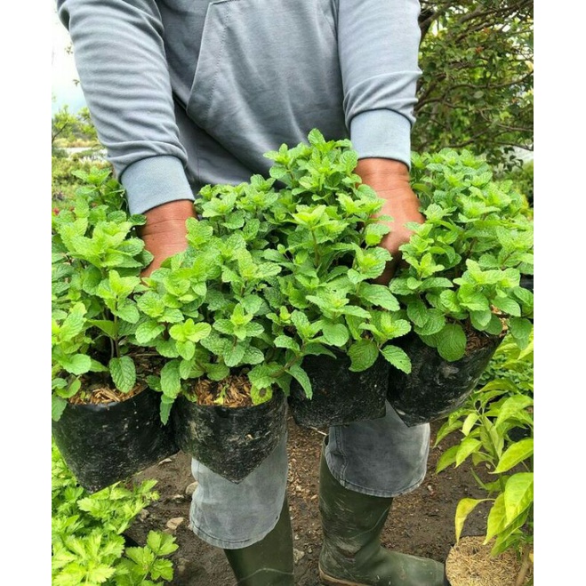 Jual tanaman daun mint (rimbun) beli 5 gratis 1 (ada 14 varian rasa ...