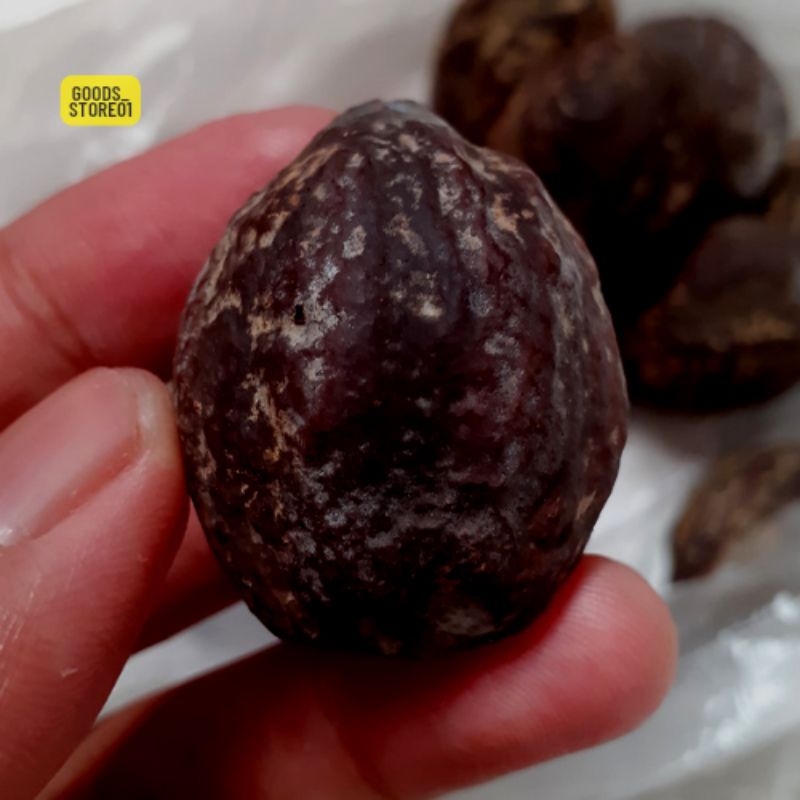 Jual muncang adu kemiri adu panjangan kulit jeruk tebal jalim jawa ...