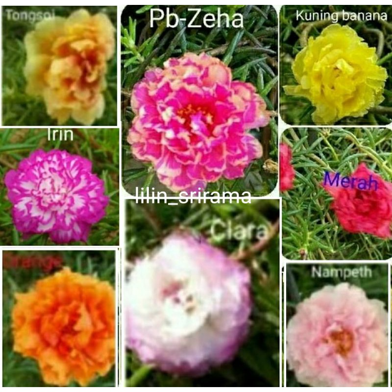 Jual Krokot tumpuk 8 jenis/portulaca/bunga krokot | Shopee Indonesia