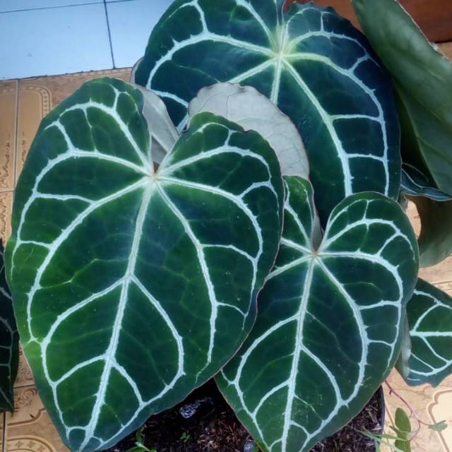 Jual Bunga kuping gajah super . | Shopee Indonesia