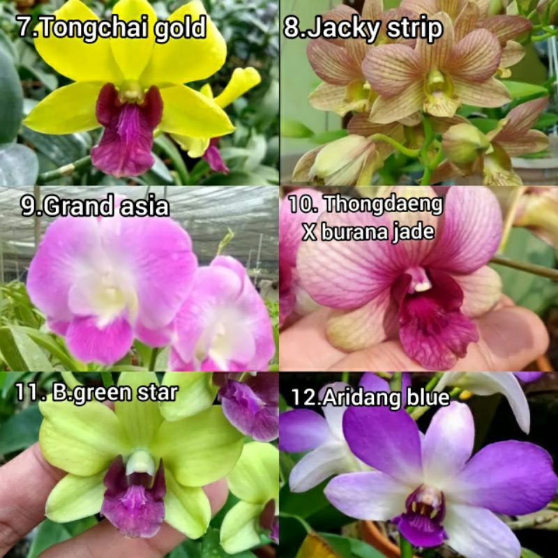 Jual Paket Anggrek Dendrobium Plant dewasa siap bunga isi 5 | Shopee ...