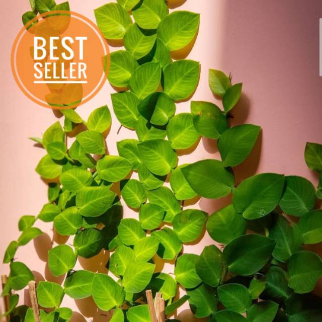 Jual Tanaman Rambat Dolar Besar / Tanaman Hias / Dolar Rambat | Shopee ...
