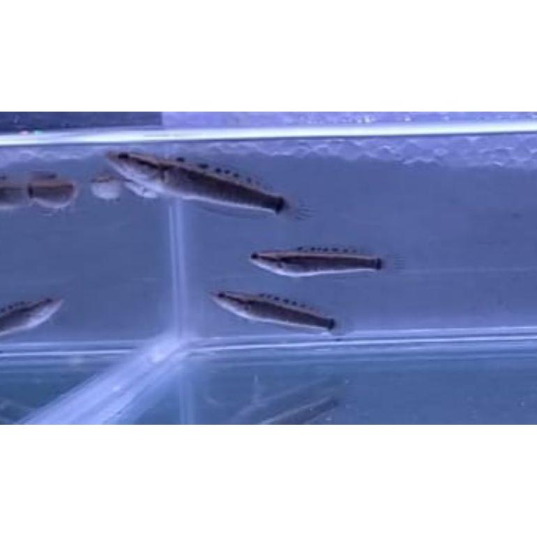 Jual Baby Chana Blue Pulchra size : 3-4Cm pakan : Ulat kandang, Cacing ...