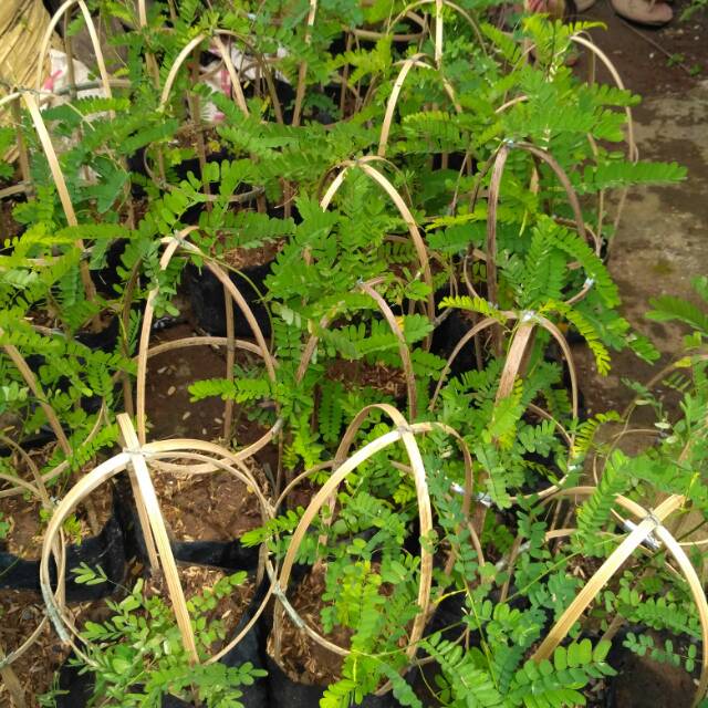 Jual Pohon saga rambat | Shopee Indonesia