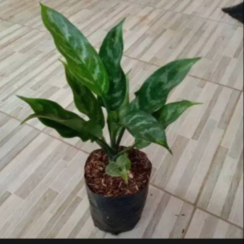 Jual bunga sri rejeki | Shopee Indonesia