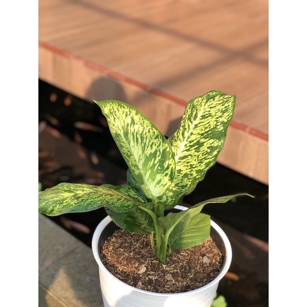 Jual Tanaman Hias Diven Anggun Ayu ( Diefenbachia ) | Shopee Indonesia