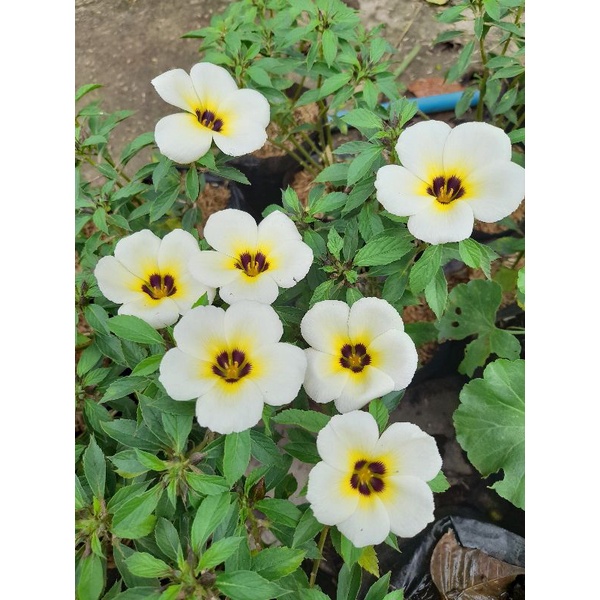 Jual tunera/bunga jam 9 | Shopee Indonesia