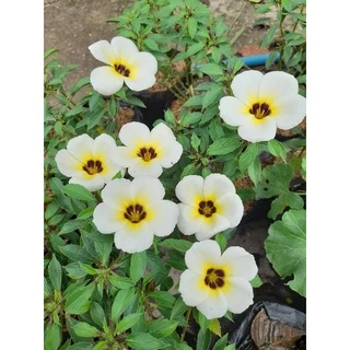 Jual Bunga Jam 9 Terlengkap & Harga Terbaru Agustus 2025 | Shopee Indonesia