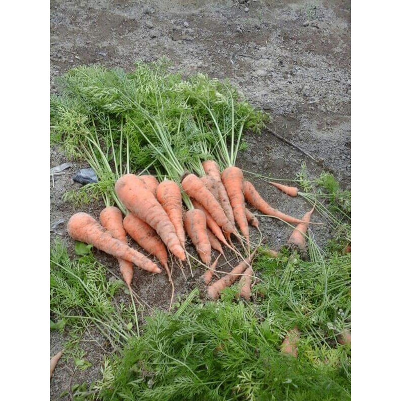 Jual 120 Benih Wortel Manis KURODA F1 Panah Merah - Bibit Tanaman Sayur ...