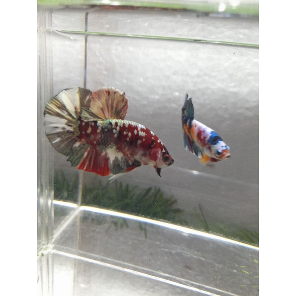 Jual HMPK Red Koi Copper | Shopee Indonesia