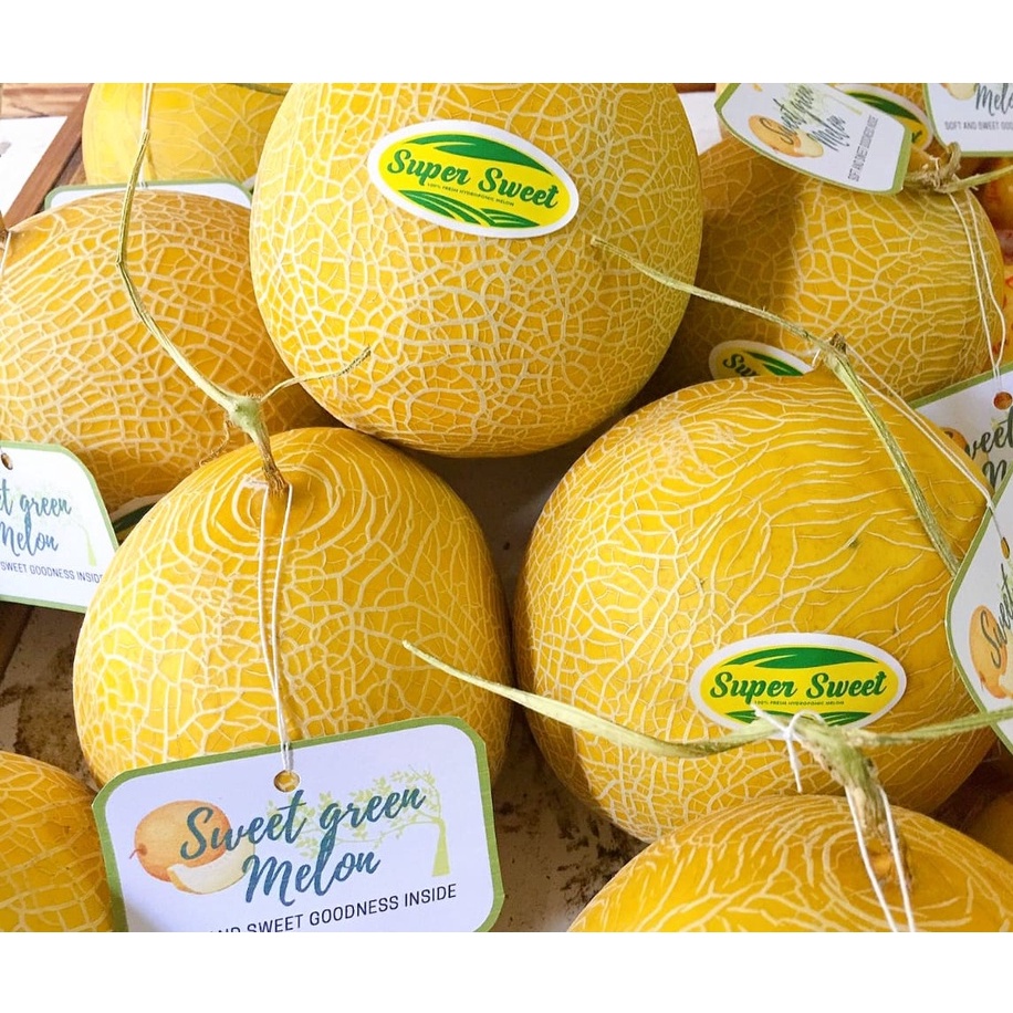 Jual Buah Melon Sweet Green Inthanon | Melon Hidroponik Manis - Pilih ...