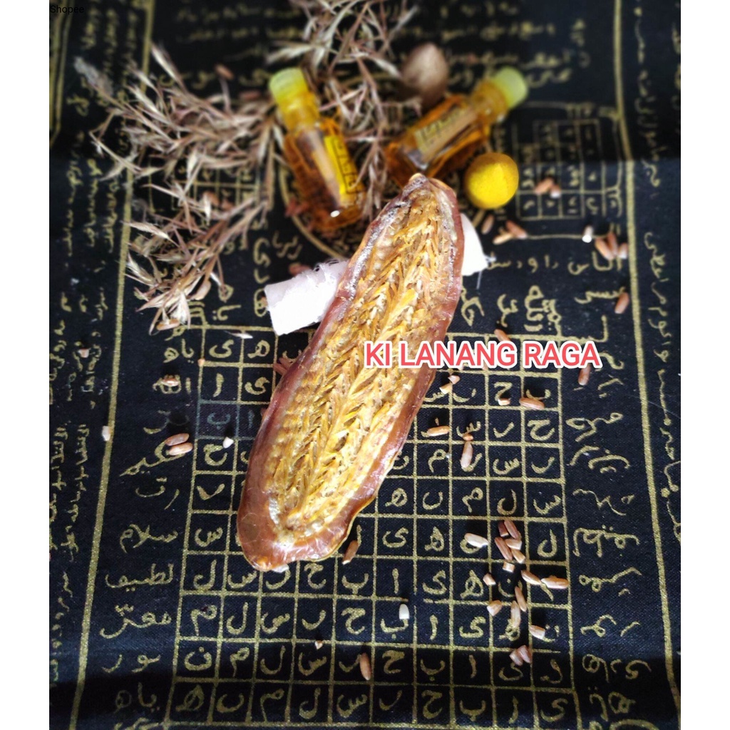 Jual Ikan tempel Ratu Kidul Keberuntungan kesejahteraan | Shopee Indonesia