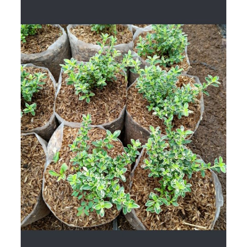 Jual tanaman hias mirten | Shopee Indonesia