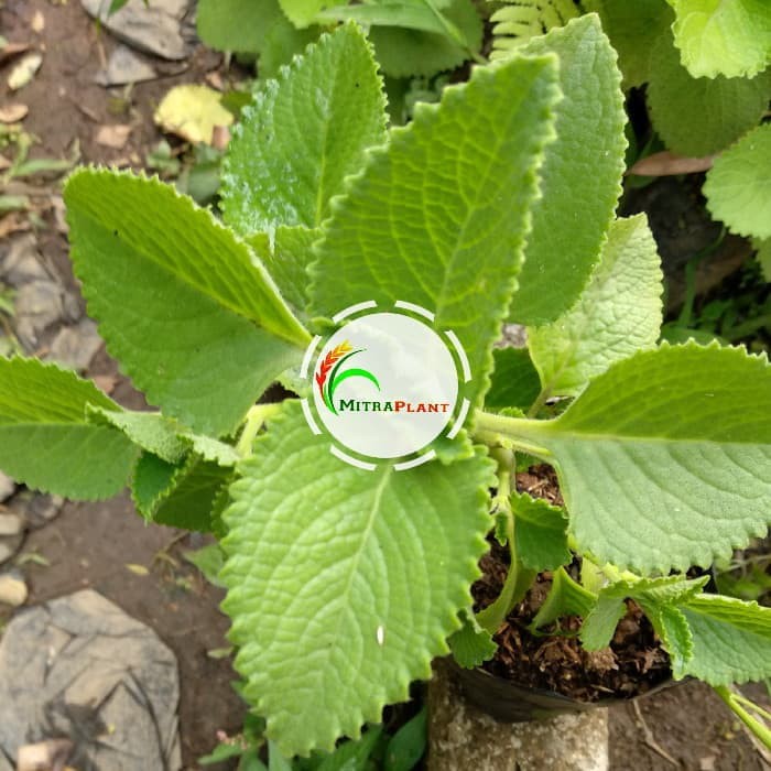 Jual Bibit Tanaman Jinten Putih Bibit Daun Jinten Putih Tanaman Obat ...