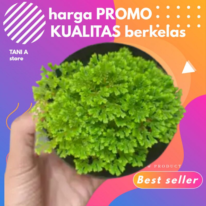 Jual tanaman hias lumut ambon ande-ande lumut selaginela doerderleinii ...