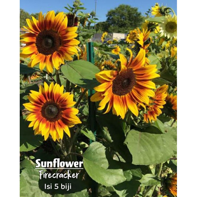 Jual Sunflower Firecracker benih biji | Shopee Indonesia