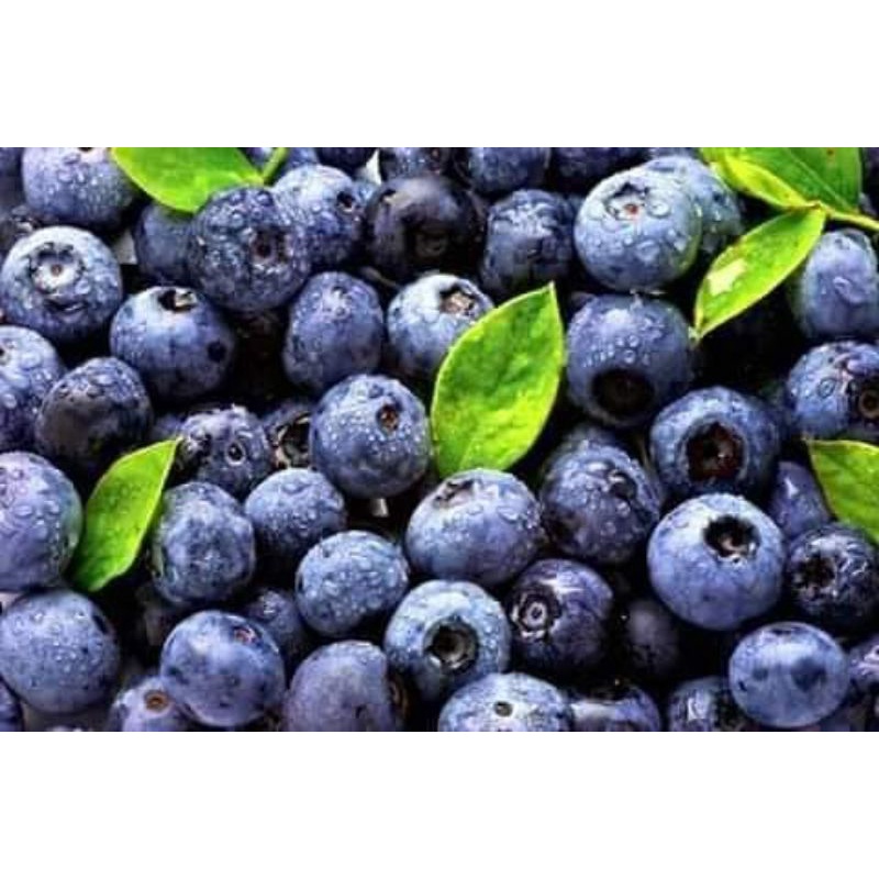 Jual BLUEBERRY IQF FROZEN IMPORT /BLUEBERRY PREMIUM BEKU | Shopee Indonesia