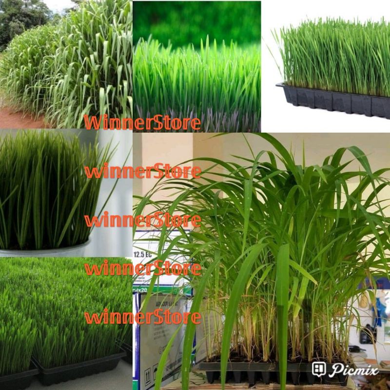 Jual Bibit Benih Rumput Mombaca Benggala (5 Butir) | Shopee Indonesia