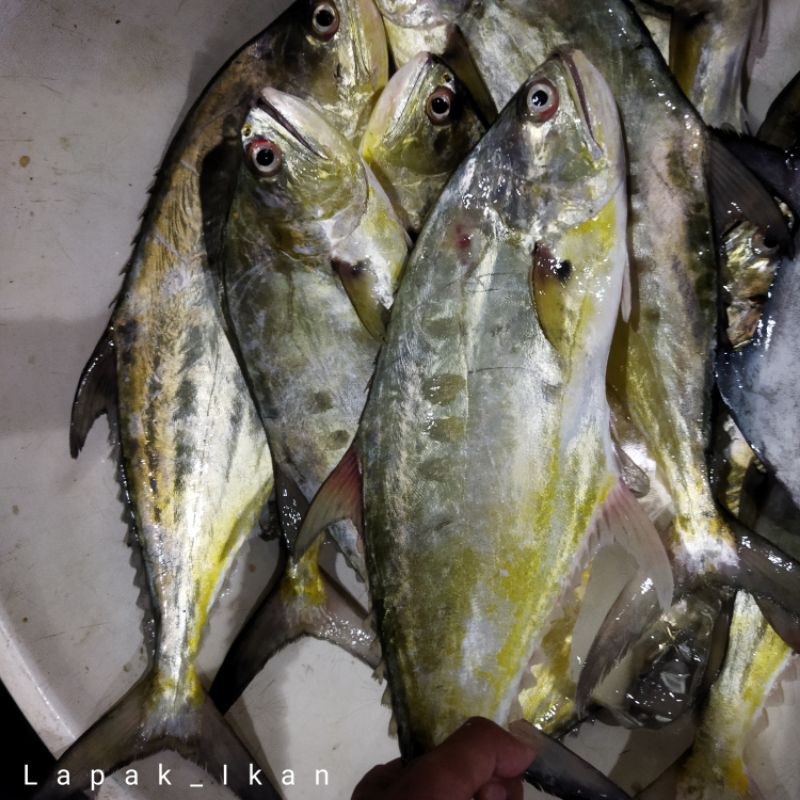 Jual Ikan Talang~Talang Segar 1~Kilogram | Shopee Indonesia