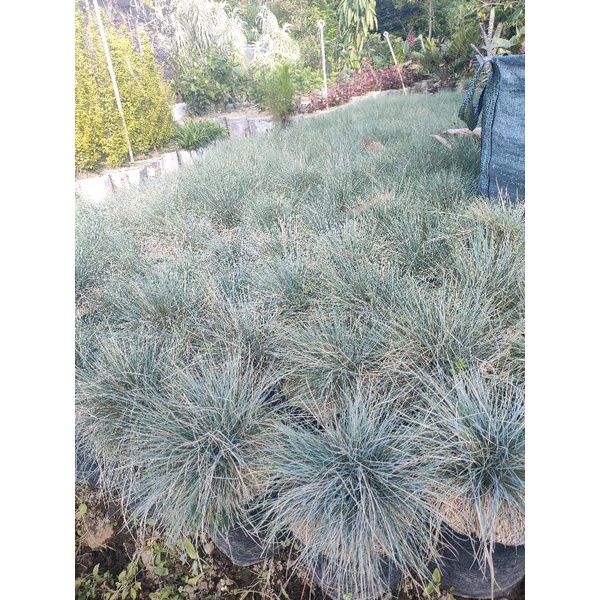 Jual Rumput biru Festuca glauca | Shopee Indonesia