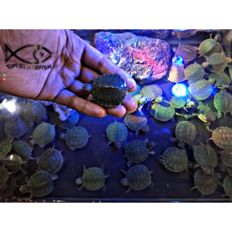 Jual Kura Kura Red Eye Slider "RES" Baby | Kura kura Brazil | Shopee ...