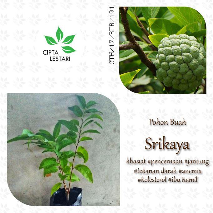 Jual Bibit Pohon Srikaya Tanaman Buah Srikaya Serba Delima Bintang ...