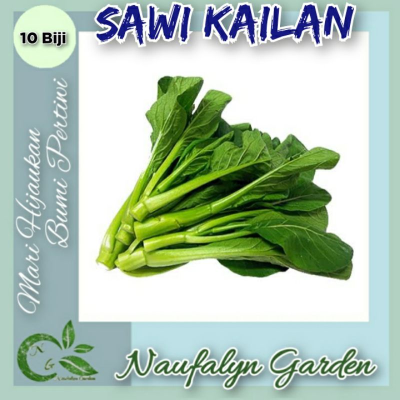 Jual 10 Biji Benih Sayur Sawi Kailan Benih Biji Bibit Sayuran Unggul ...