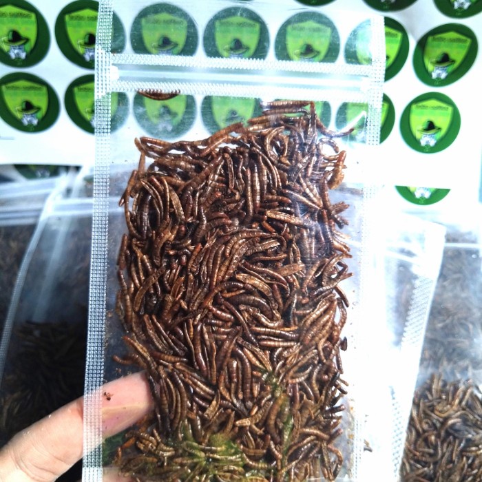 Jual hewan-susu- ulat hongkong kering open - 25 gram -susu-hewan ...