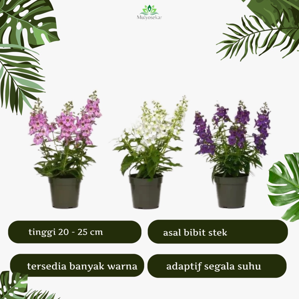 Jual tanaman hias Angelonia - bibit dewasa - Bunga Lavender - berbunga ...