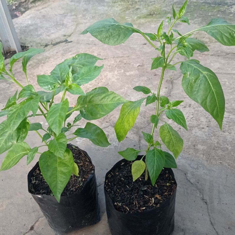 Jual Tanaman Cabe Rawit Setan, Cabe Merah, Pohon Cabe Rawit Setan ...