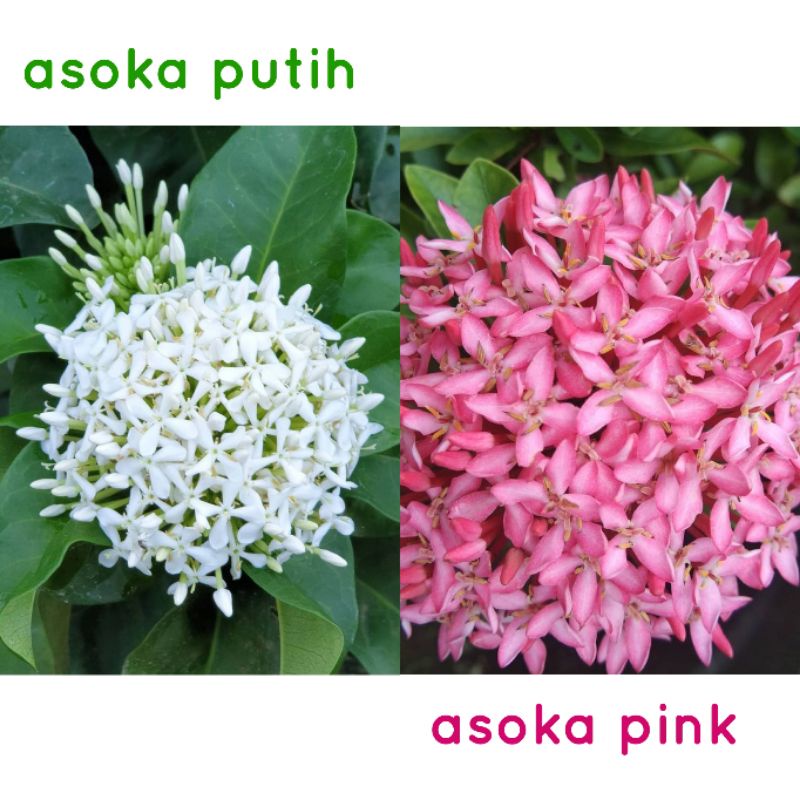 Jual Bunga Asoka / Tanaman hias asoka / bunga suko | Shopee Indonesia