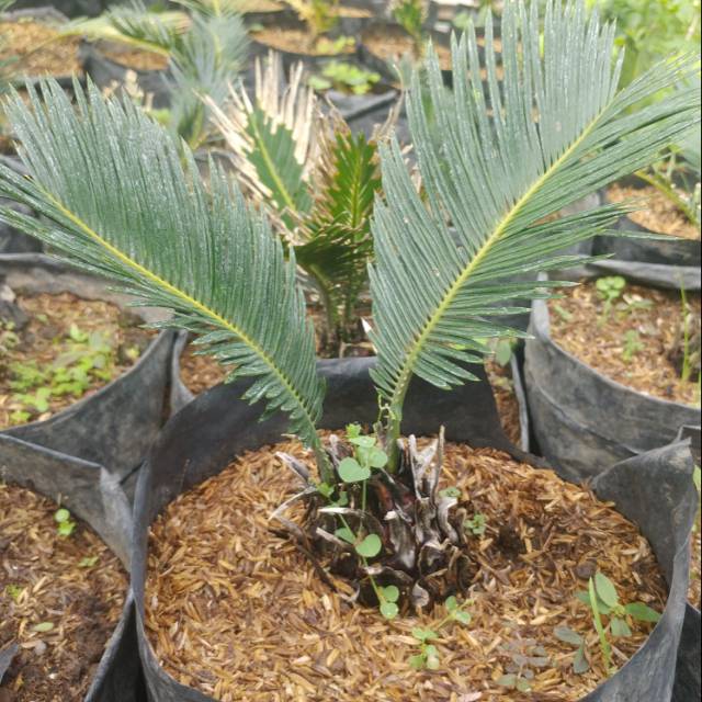 Jual palem sikas - mawar jambe | Shopee Indonesia