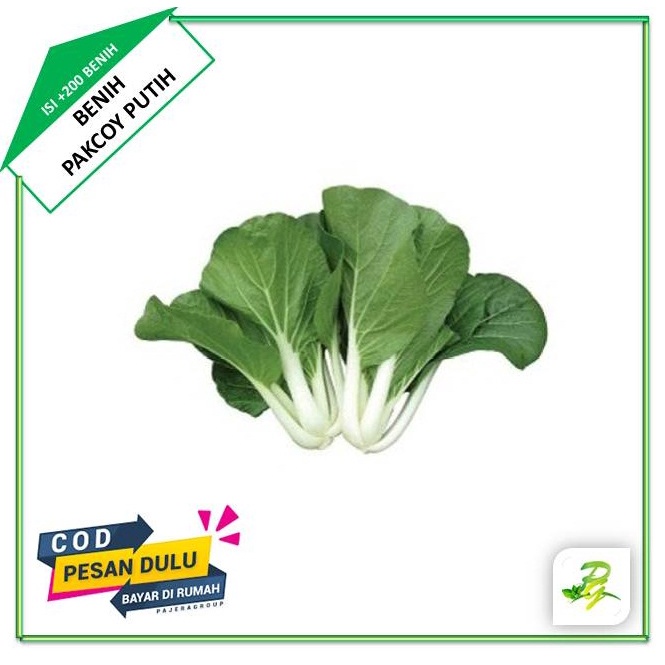 Jual Benih Biji Pakcoy White Pakcoy Putih | Shopee Indonesia