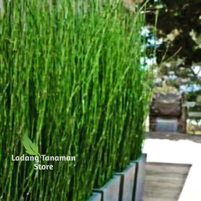 Jual Tanaman hias bambu hoki - bambu air mini - tanaman pot air ...