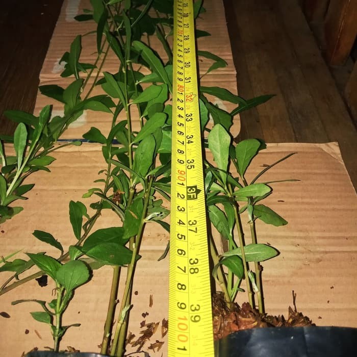 Jual tanaman menjuntai lee kwan yew panjang 1 meter - li kuan yu 1 ...