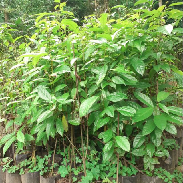 Jual Bibit Pohon Kayu Rasamala - Tanaman Rasamala - Altingia excelsa ...