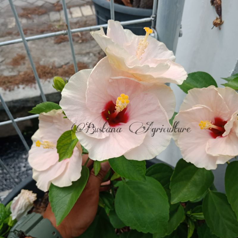 Jual bibit bunga hibiscus kembang sepatu bangkok import warna white ...