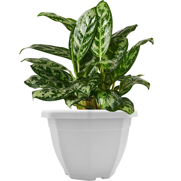 Jual GBUplast Jardin Victoria Pot Tanaman Plastik 25 Cm Flower Pot Pot ...