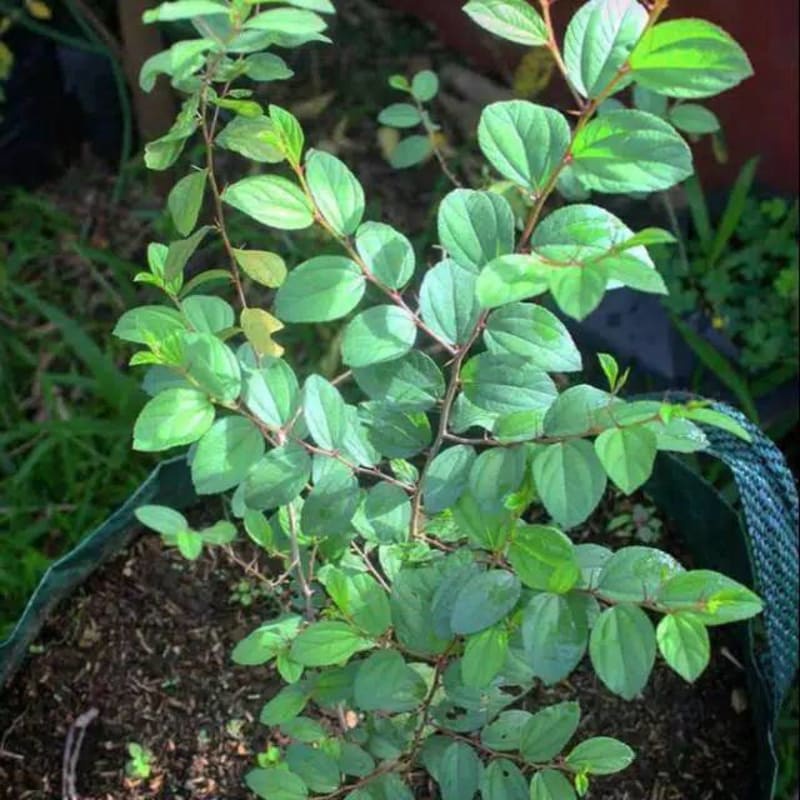 Jual Tanaman Bunga Bidara Arab ( Tanaman Penangkal Jin ) | Shopee Indonesia